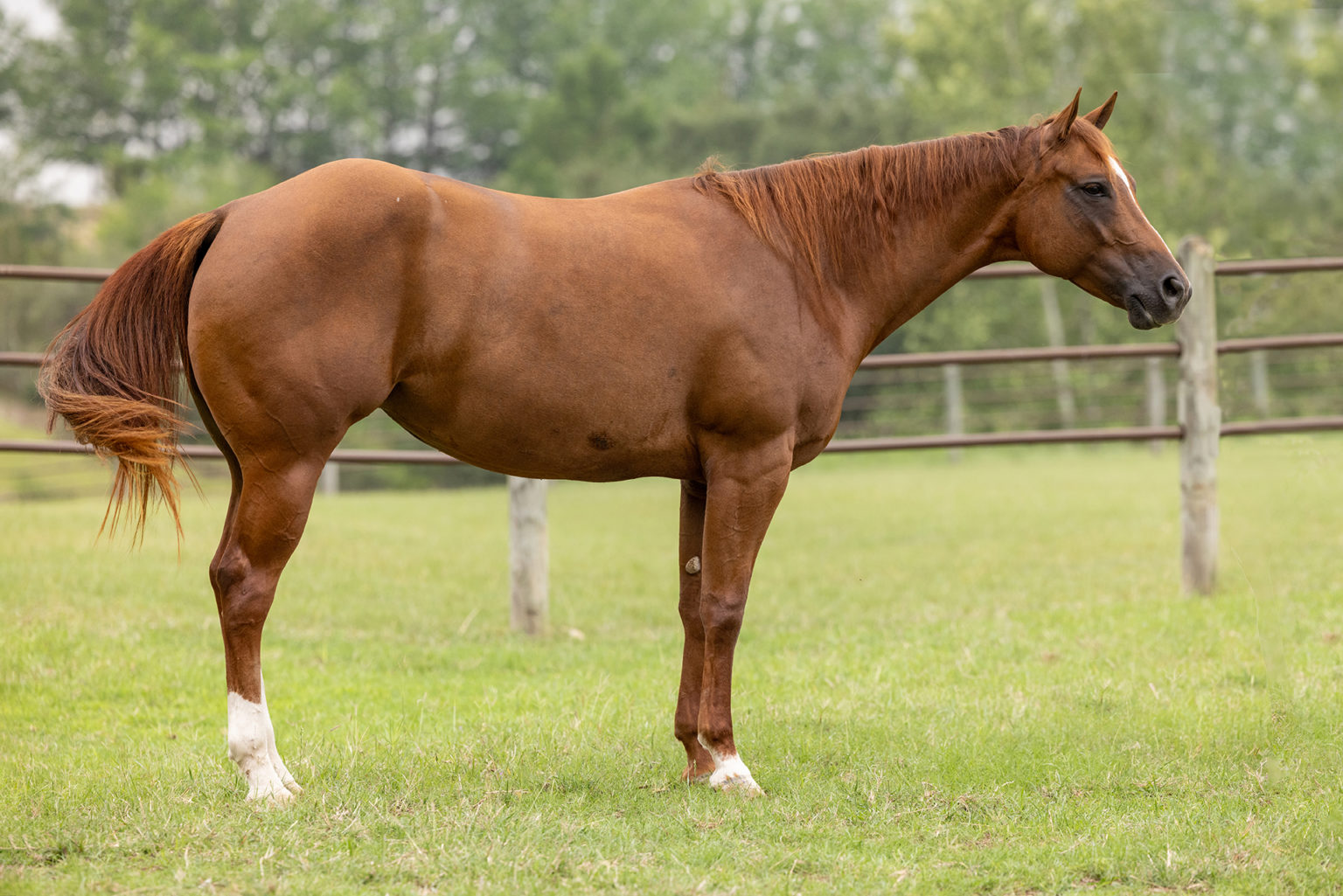 Im Born To Dream - Corrival Ranch