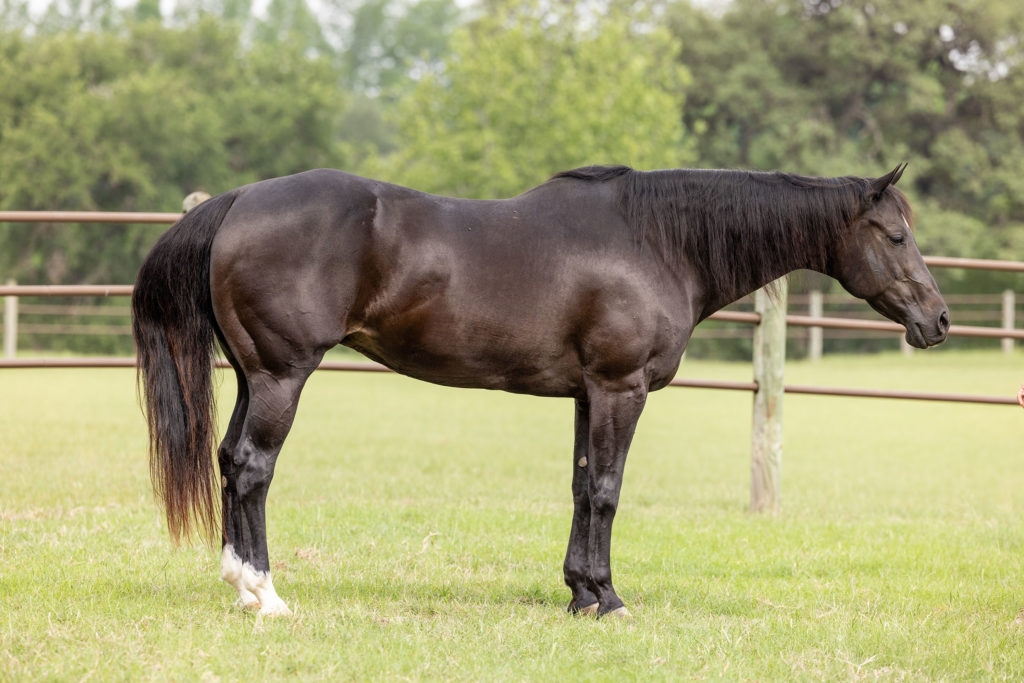 About - Corrival Ranch